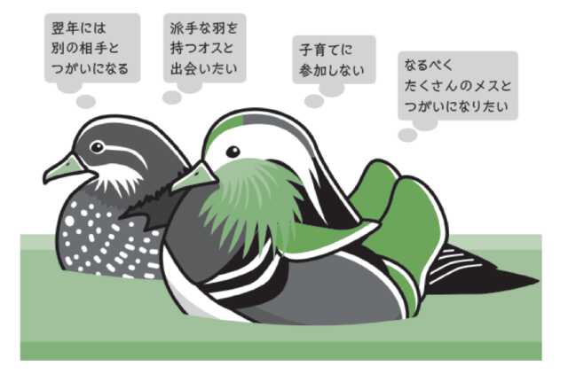 「子どもの約4割が浮気で生まれた子」って…“おしどり夫婦”なのに浮気者!? 自由すぎる鳥の恋愛事情 |au Webポータルコネタニュース