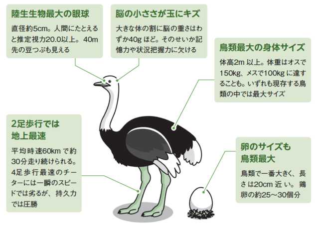 【二足歩行最速】驚くべき生命力を持ち、信じられないほどうっかりものなダチョウの魅力 |au Webポータルコネタニュース